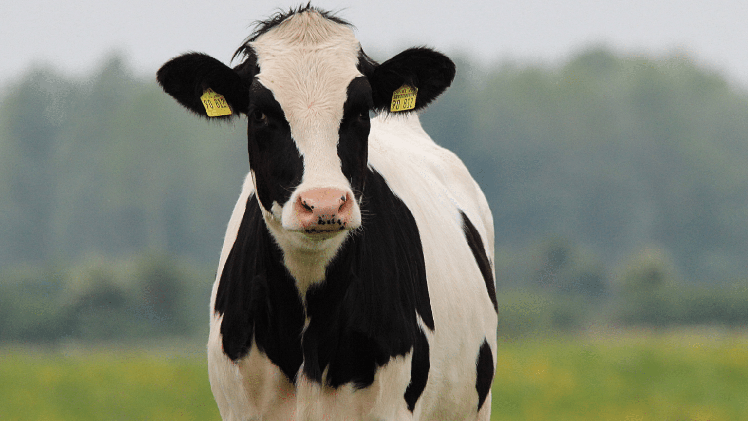 How to Collect Milk for Sampling | Herd Health Management