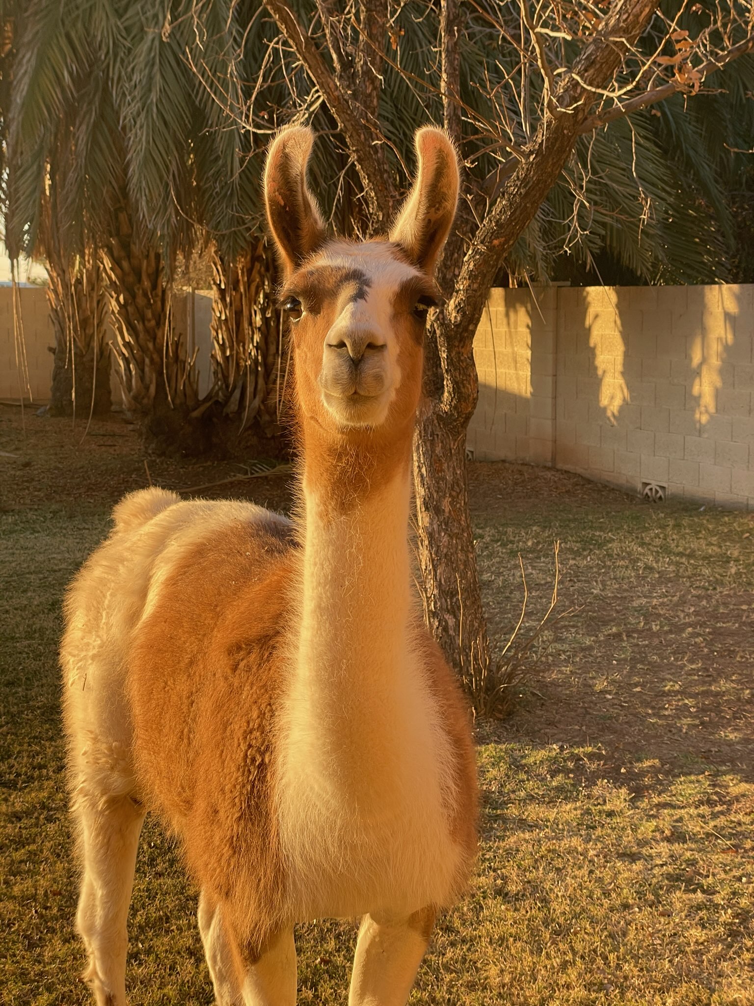 Goat Biosecurity Screening: Herd Health Management